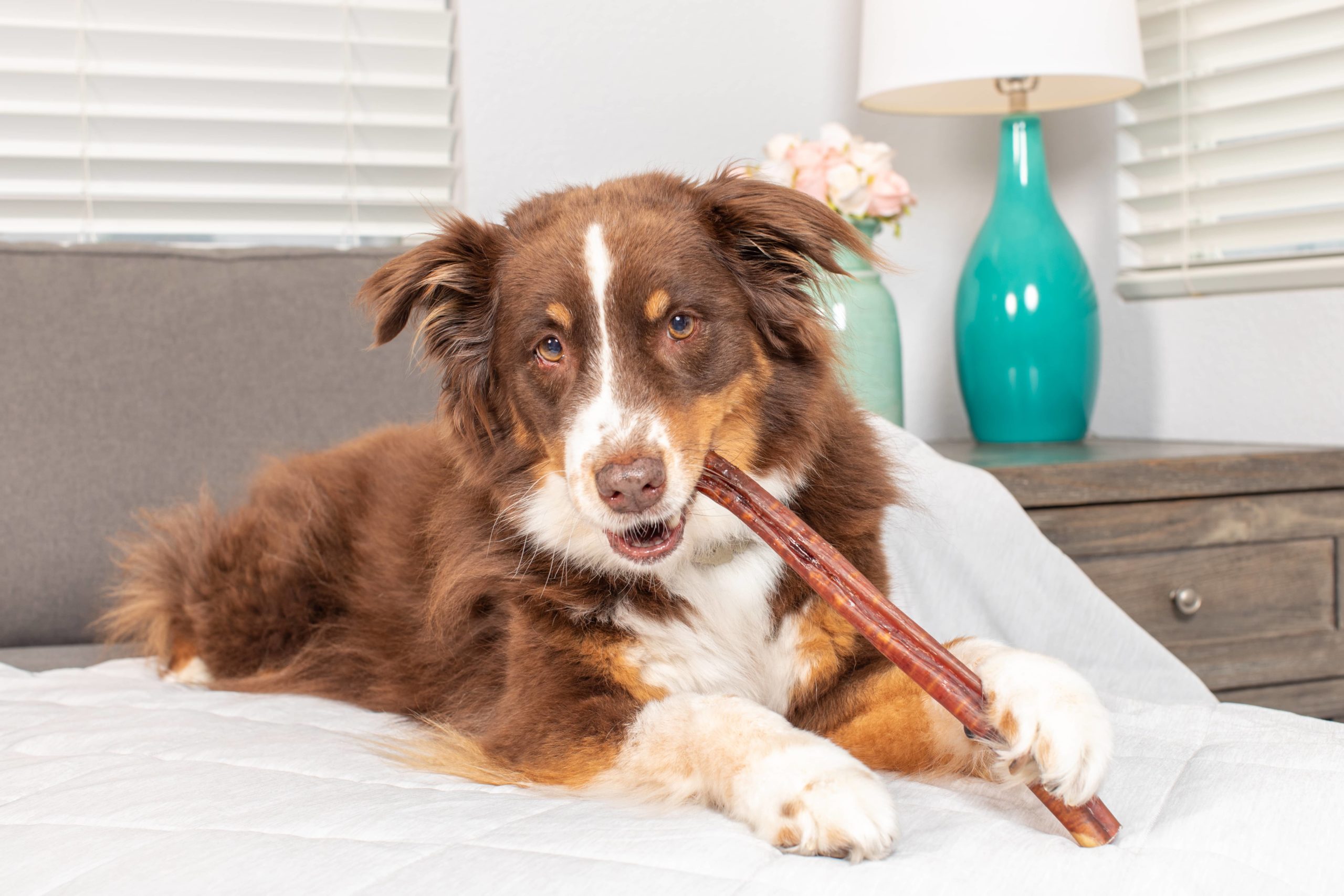 Finding the Perfect Chew: A Guide to Selecting the Right Chew for Your ...